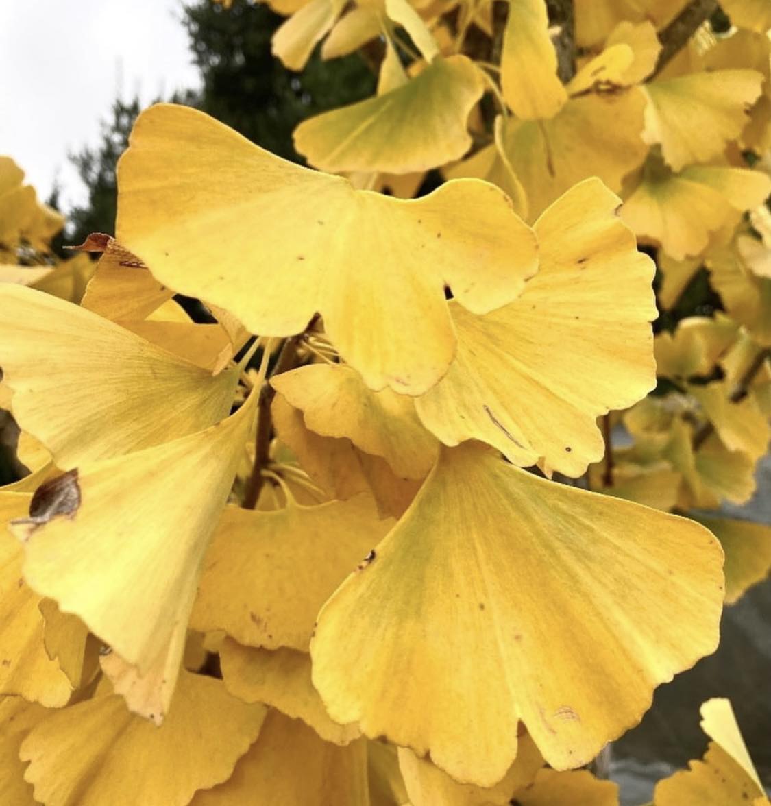 Ginkgo - Zajímavé okrasné stromy do zahrady | RajFlory.cz